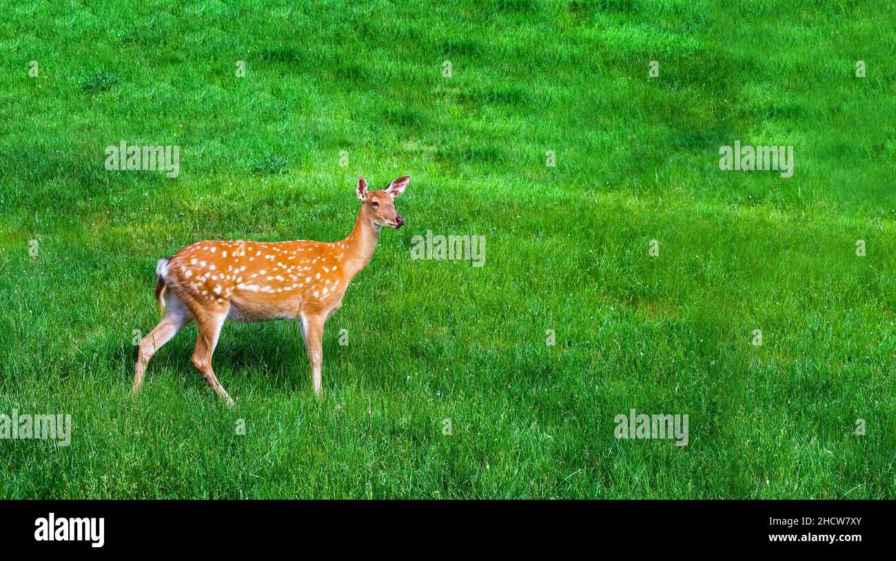 a young deer walks on a green lawn on the slope of a nature reserve ...