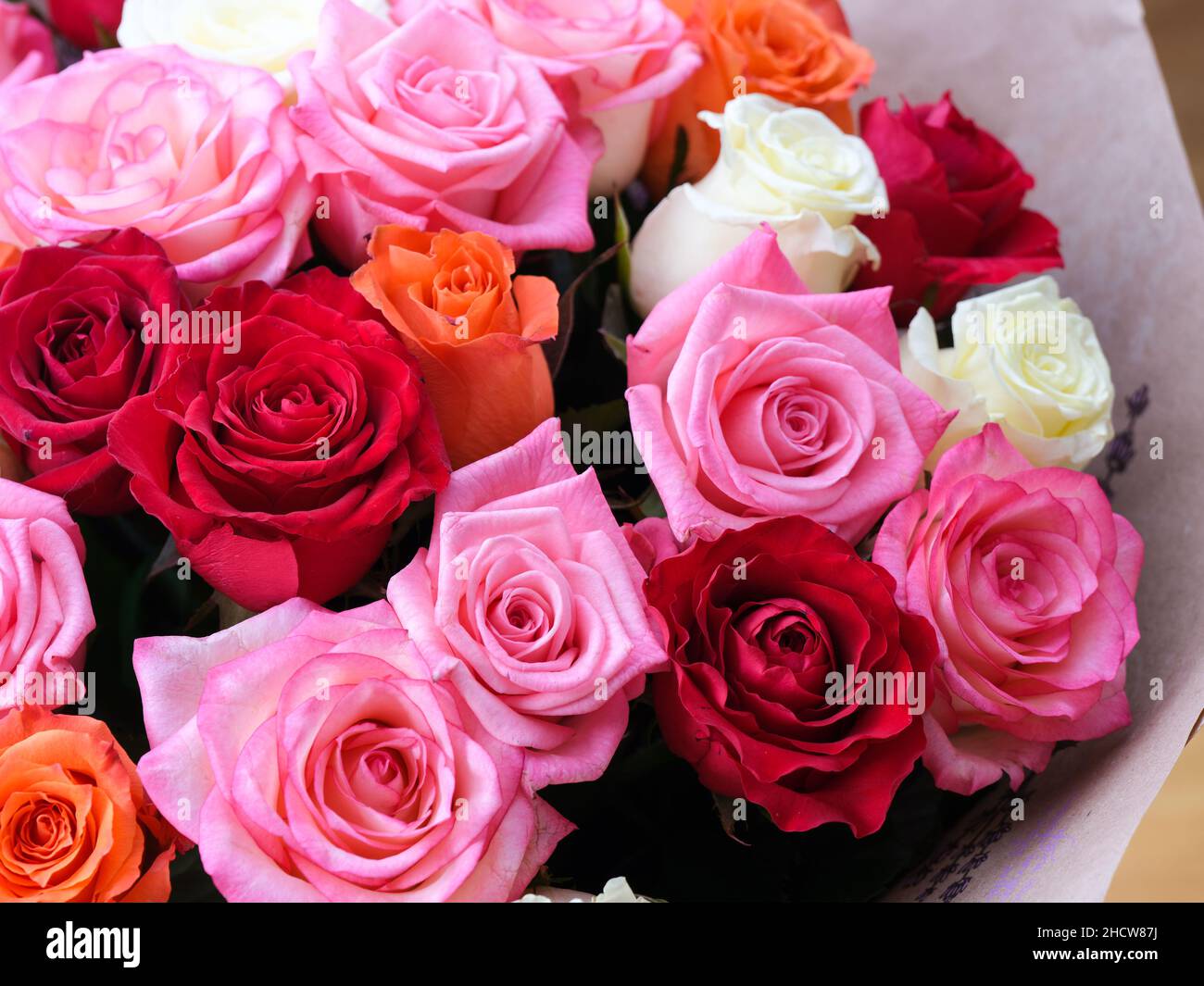 Multicolour rose hi-res stock photography and images - Alamy
