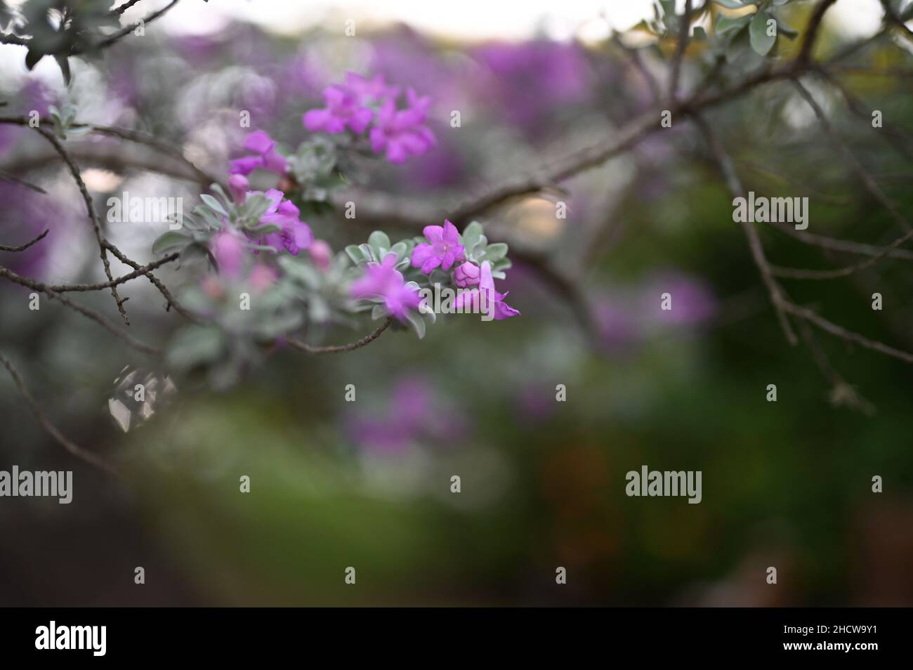 High contrast garden flower hi-res stock photography and images - Alamy