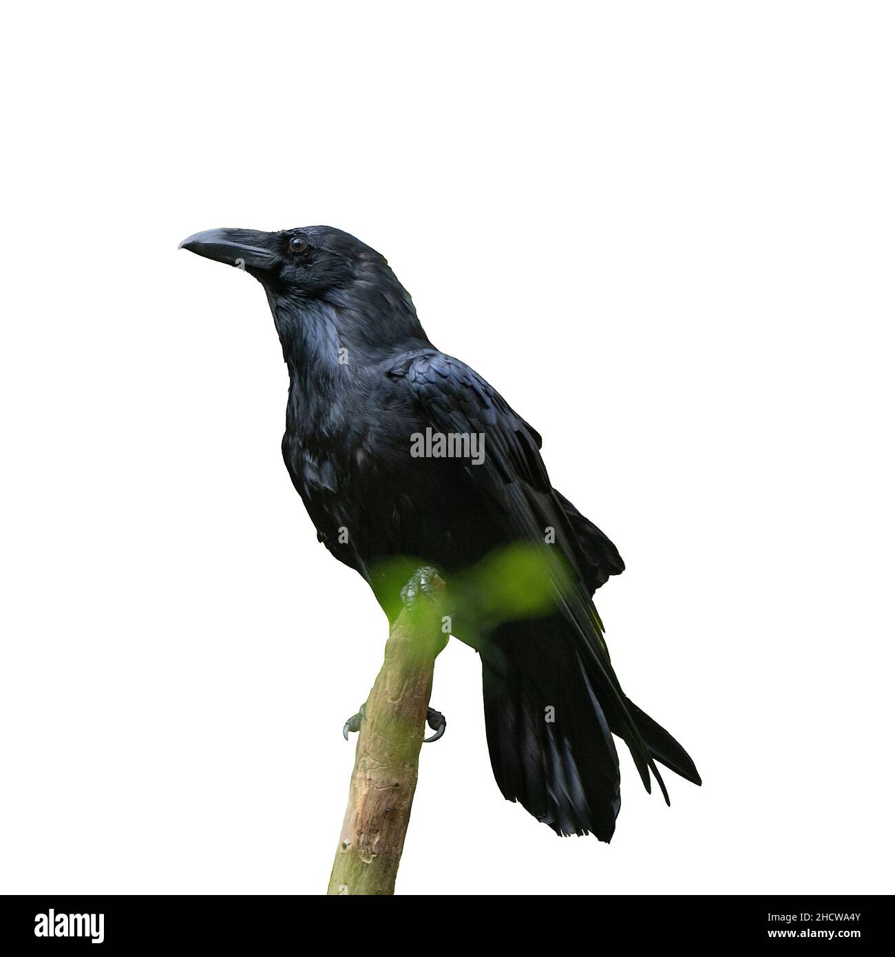 A Common raven on old stump. Corvus corax isolated on a white ...