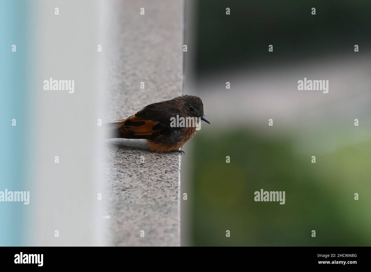 Sad bird hi-res stock photography and images - Alamy