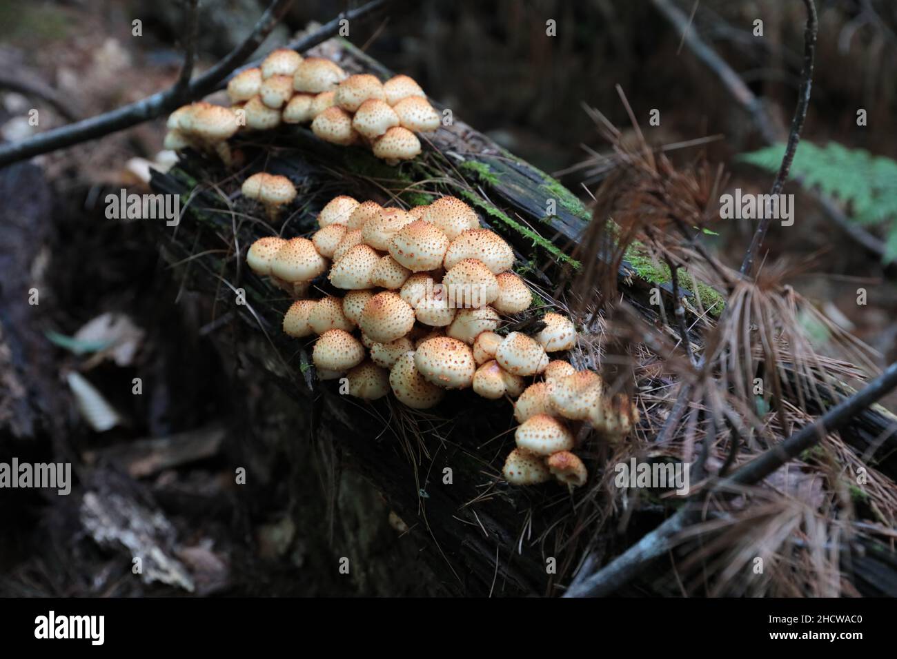 Ground growing fungi hi-res stock photography and images - Alamy