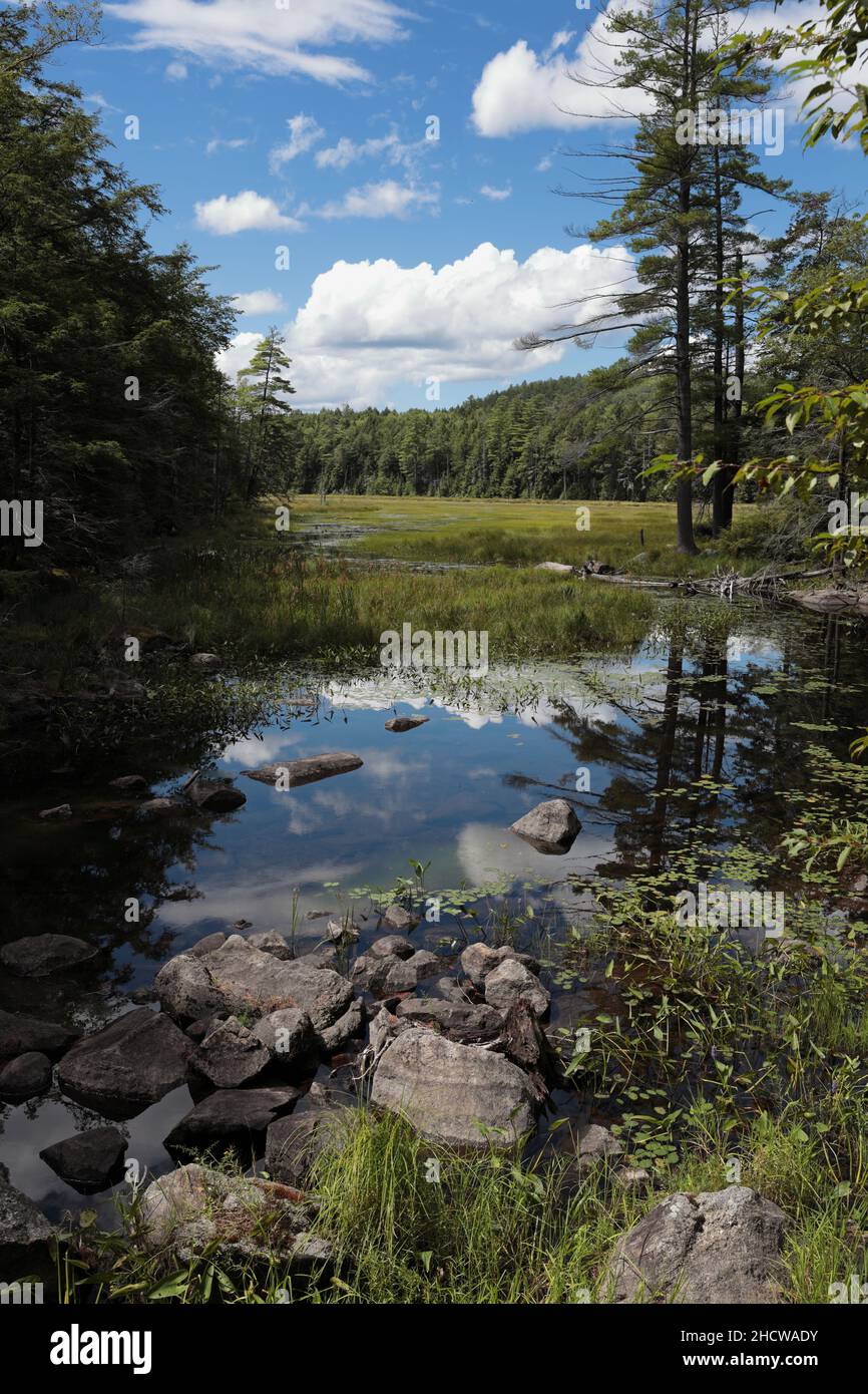 Alder Pond in Pharaoh Lake Wilderness, south of the High Peaks, in the ...