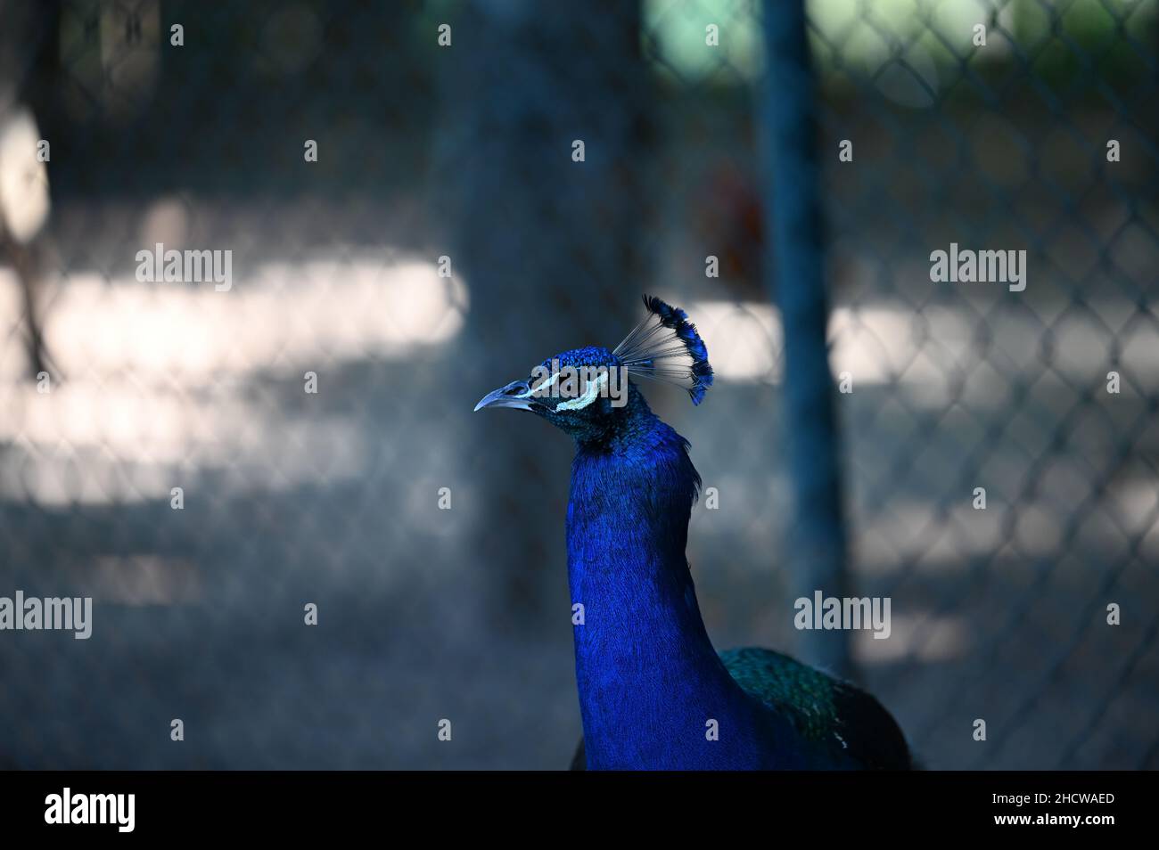 Peacock blue hi-res stock photography and images - Alamy