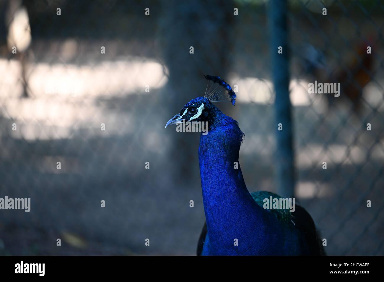 Real peacock hi-res stock photography and images - Alamy