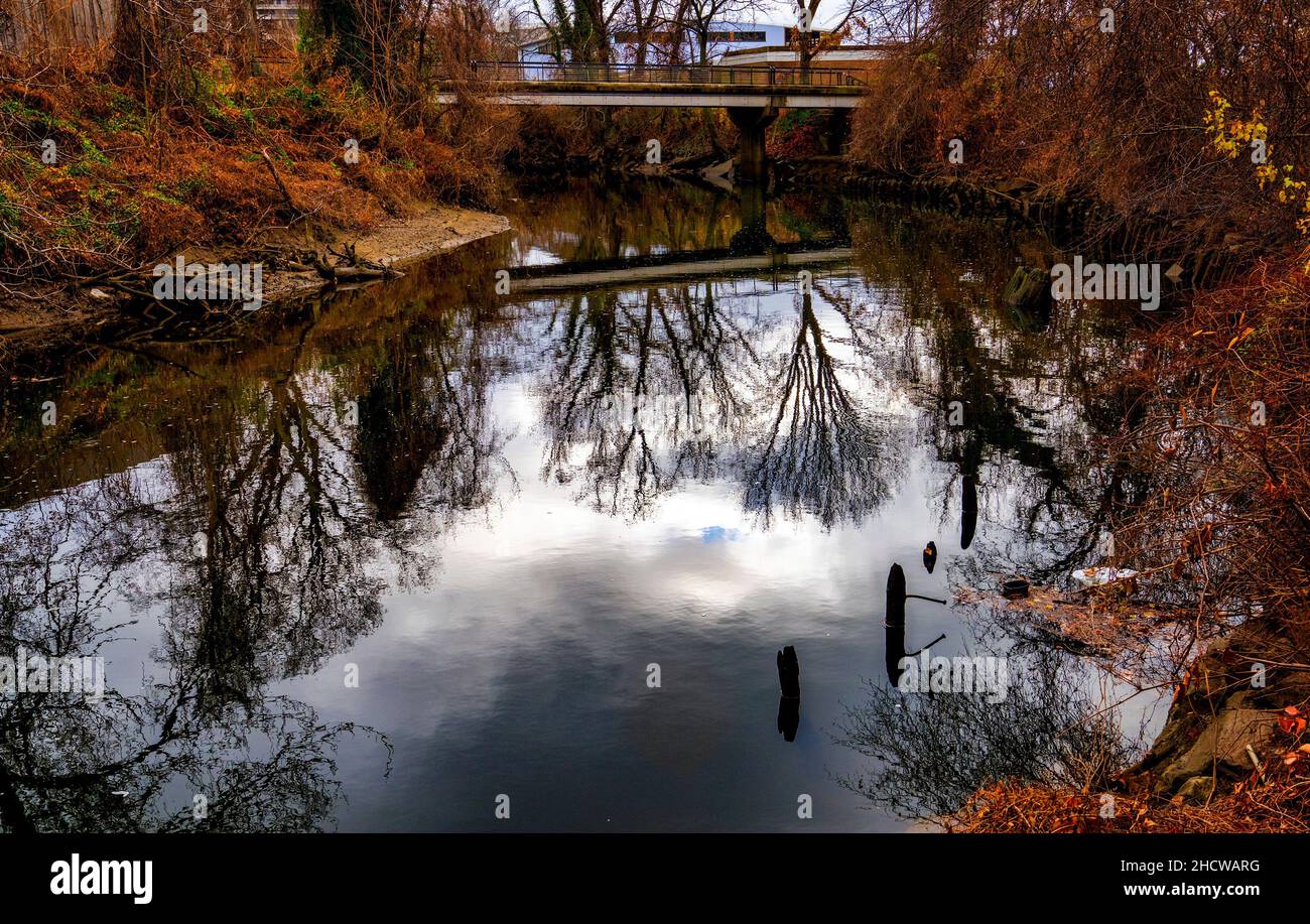 Reflexed hi-res stock photography and images - Alamy