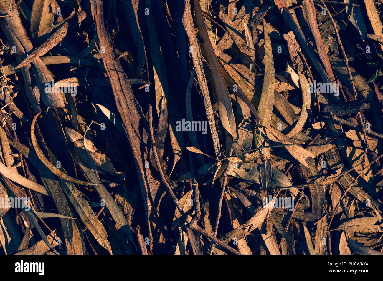 Textured Gum tree Bark euqualipt for background or screen saver close ...