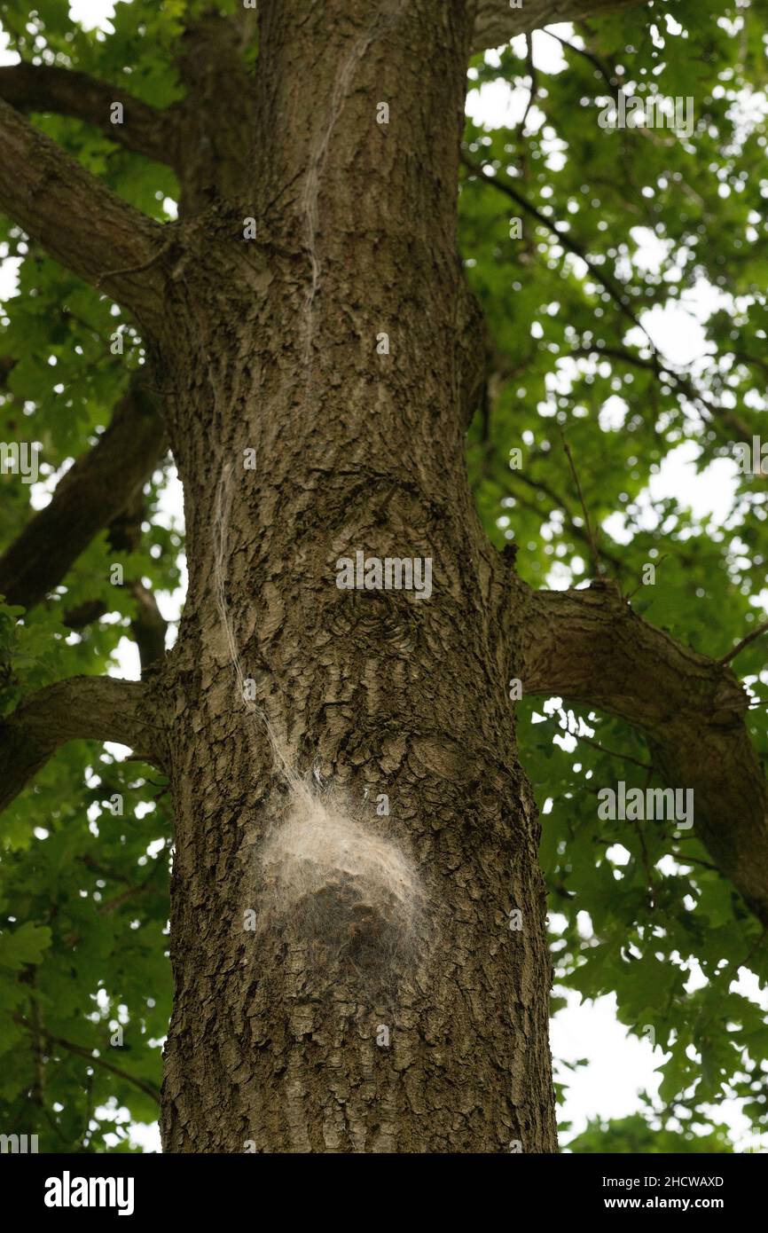 Procession caterpillar moth nest climbing on an Oak tree Their long ...