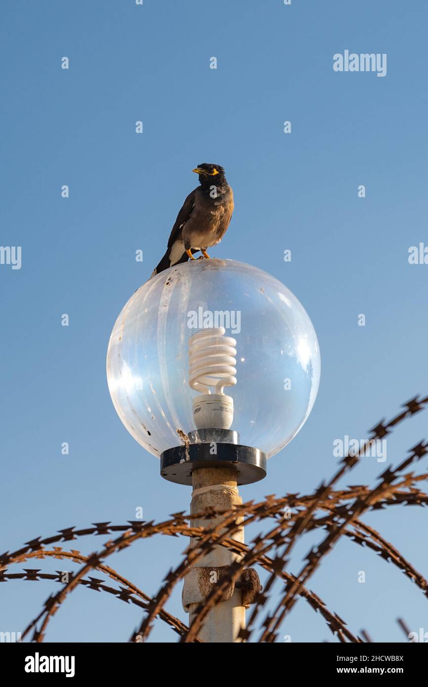 A fence made of barbed wire and a starling sitting on a round lantern ...