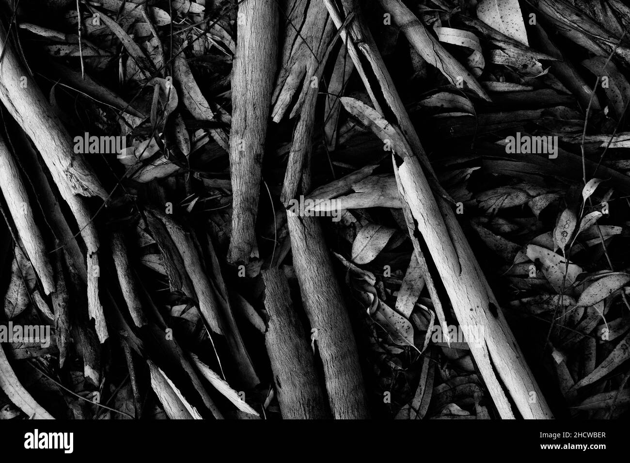 Textured Gum tree Bark euqualipt for background or screen saver close ...