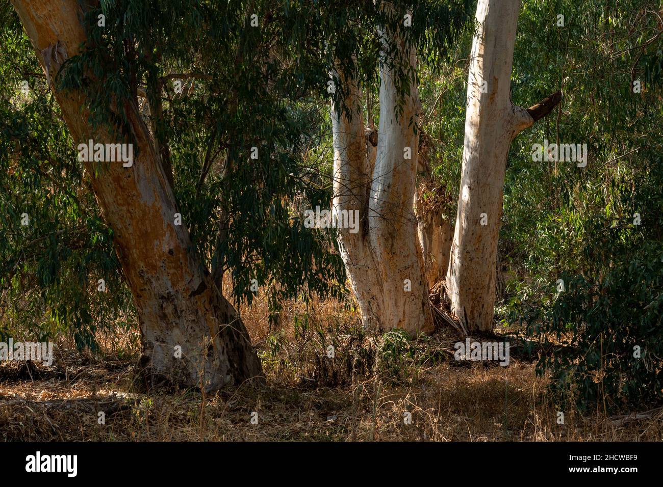 Textured Gum tree Bark euqualipt for background or screen saver close ...