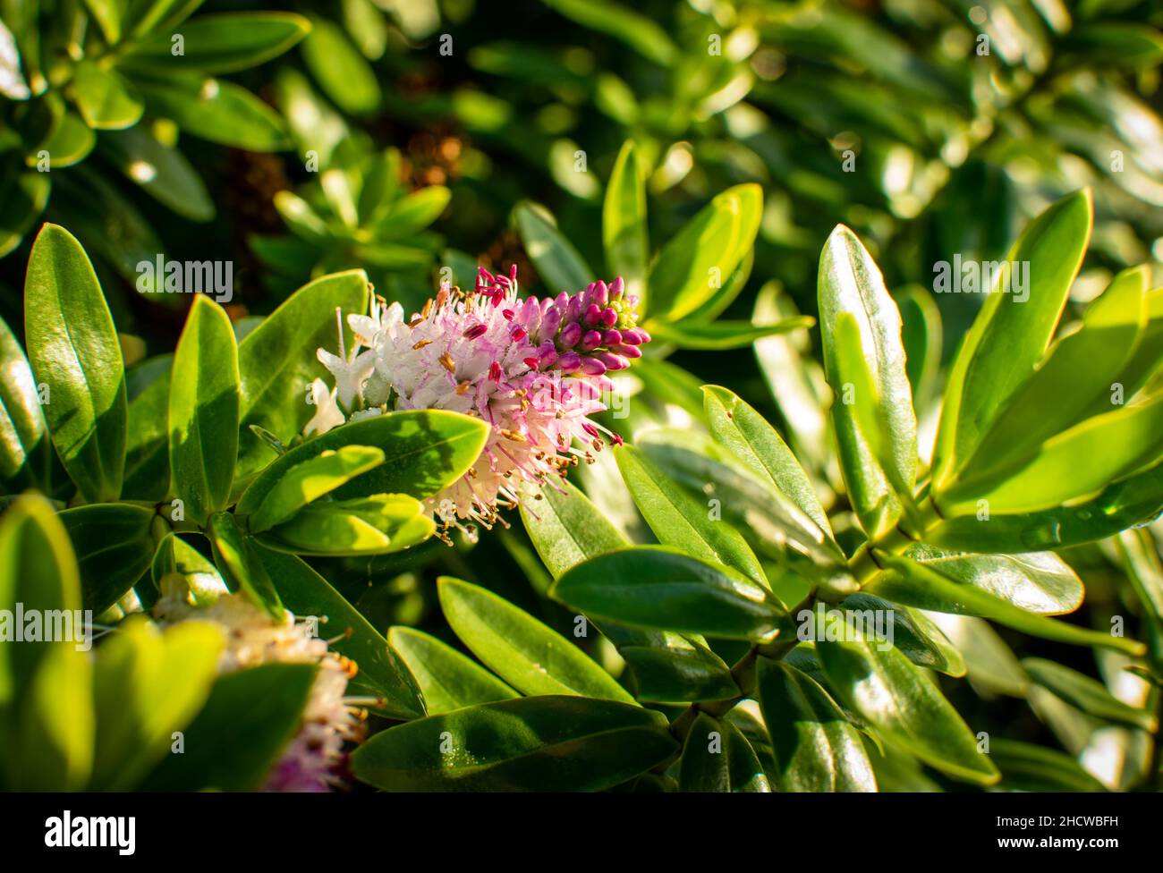 Spring flower plants on a blurry green background Stock Photo - Alamy