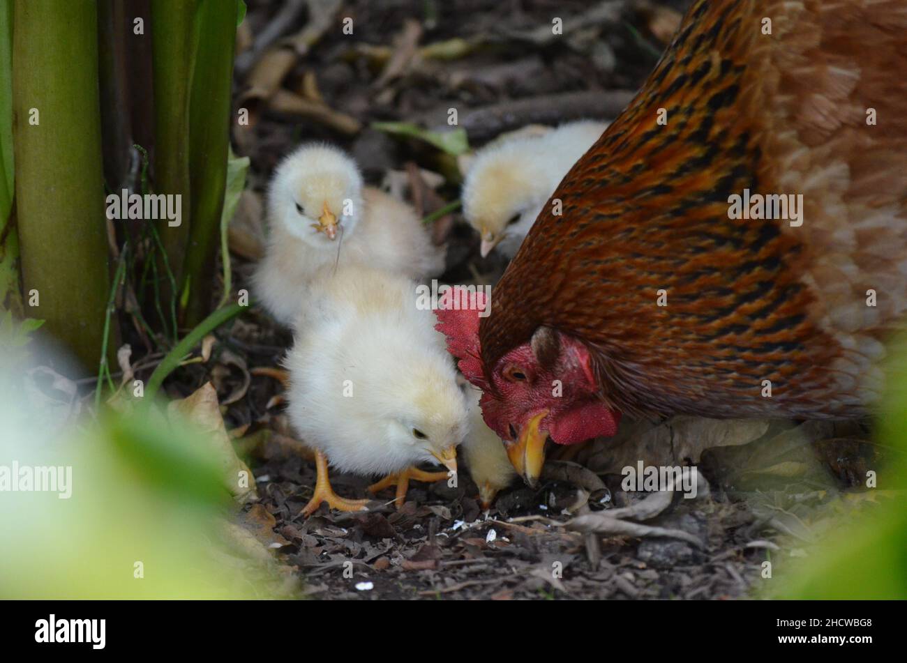 Chicken beak food hi-res stock photography and images - Alamy