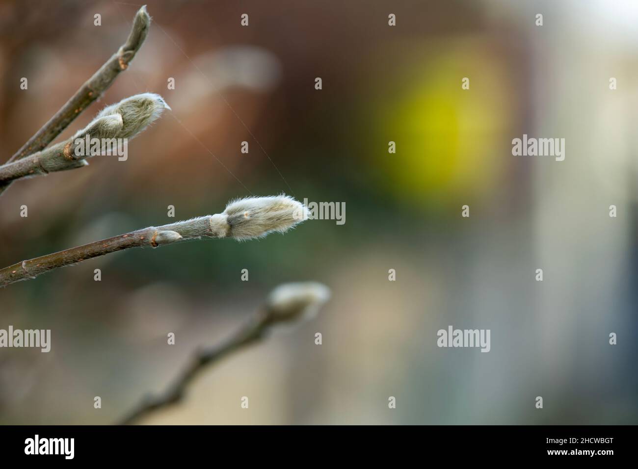 Spring flower plants on a blurry green background Stock Photo - Alamy