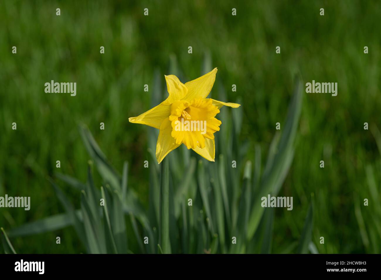 Spring flower plants on a blurry green background Stock Photo - Alamy