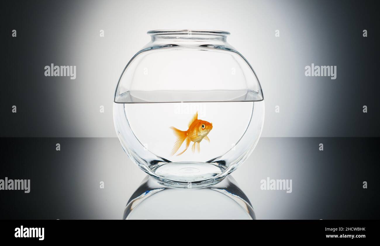 Goldfish in a fishbowl Stock Photo - Alamy