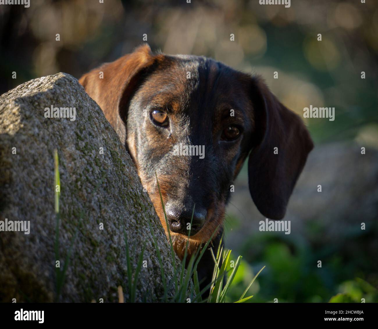 Closeup of a brown Labrador giving the puppy face expression while ...