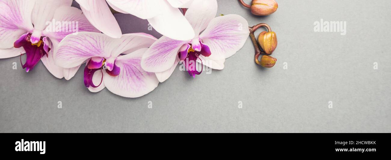 Orchid flower banner hi-res stock photography and images - Alamy