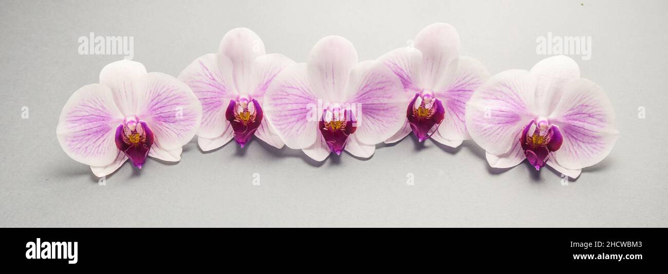 Beautiful Orchid Flowers in a row Stock Photo - Alamy