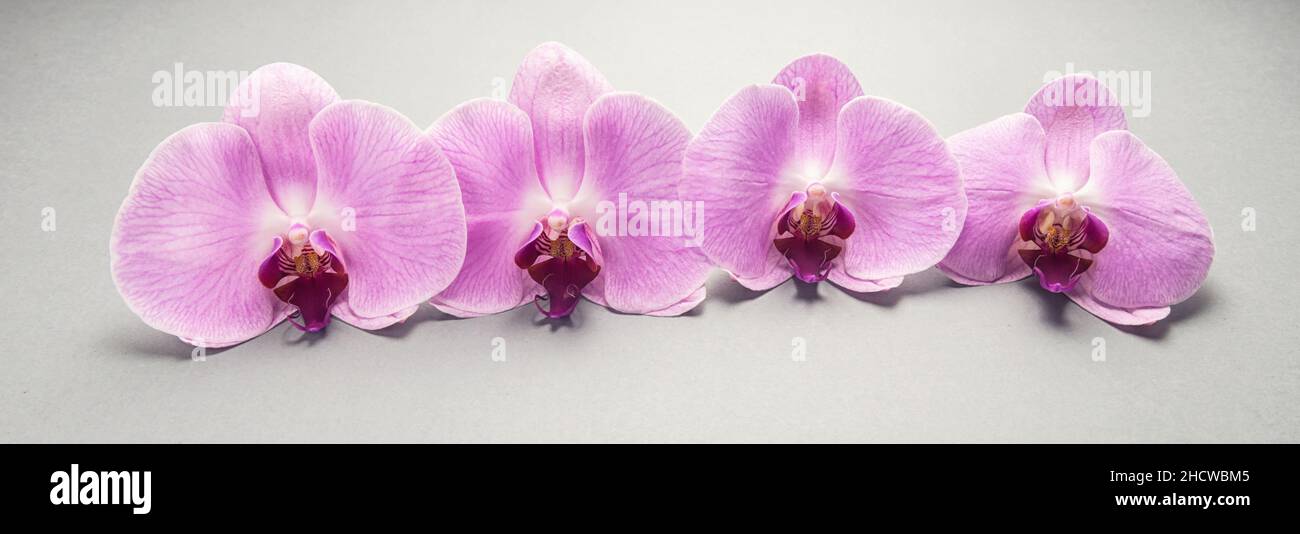 Row flower hi-res stock photography and images - Alamy