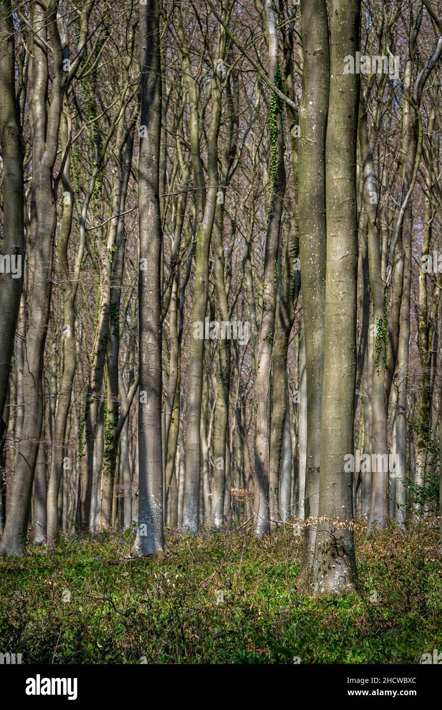 Dense forest of beech trees in early spring Stock Photo - Alamy