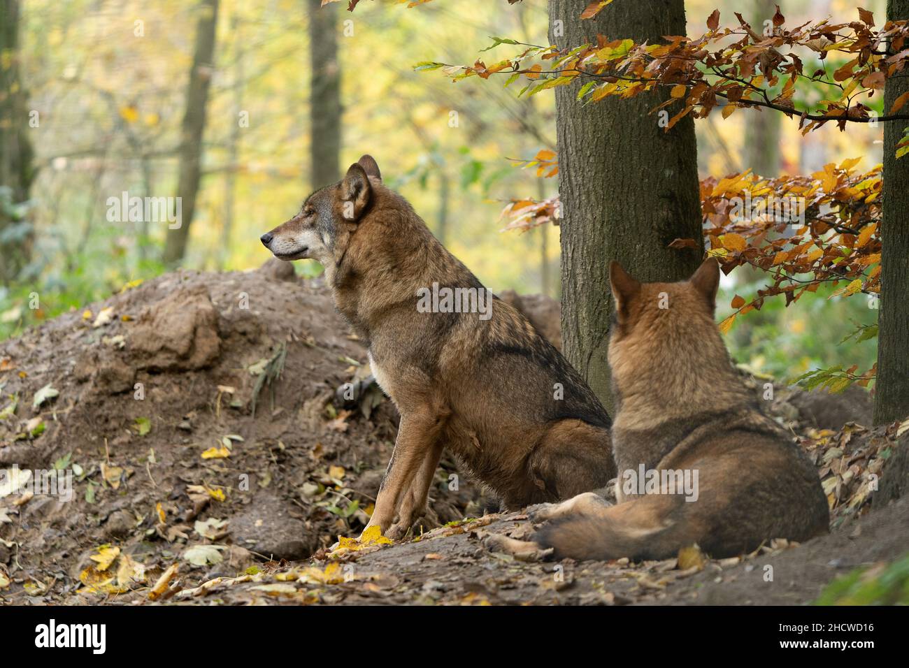 A Pack of Grey Wolves two resting in a forest Stock Photo - Alamy