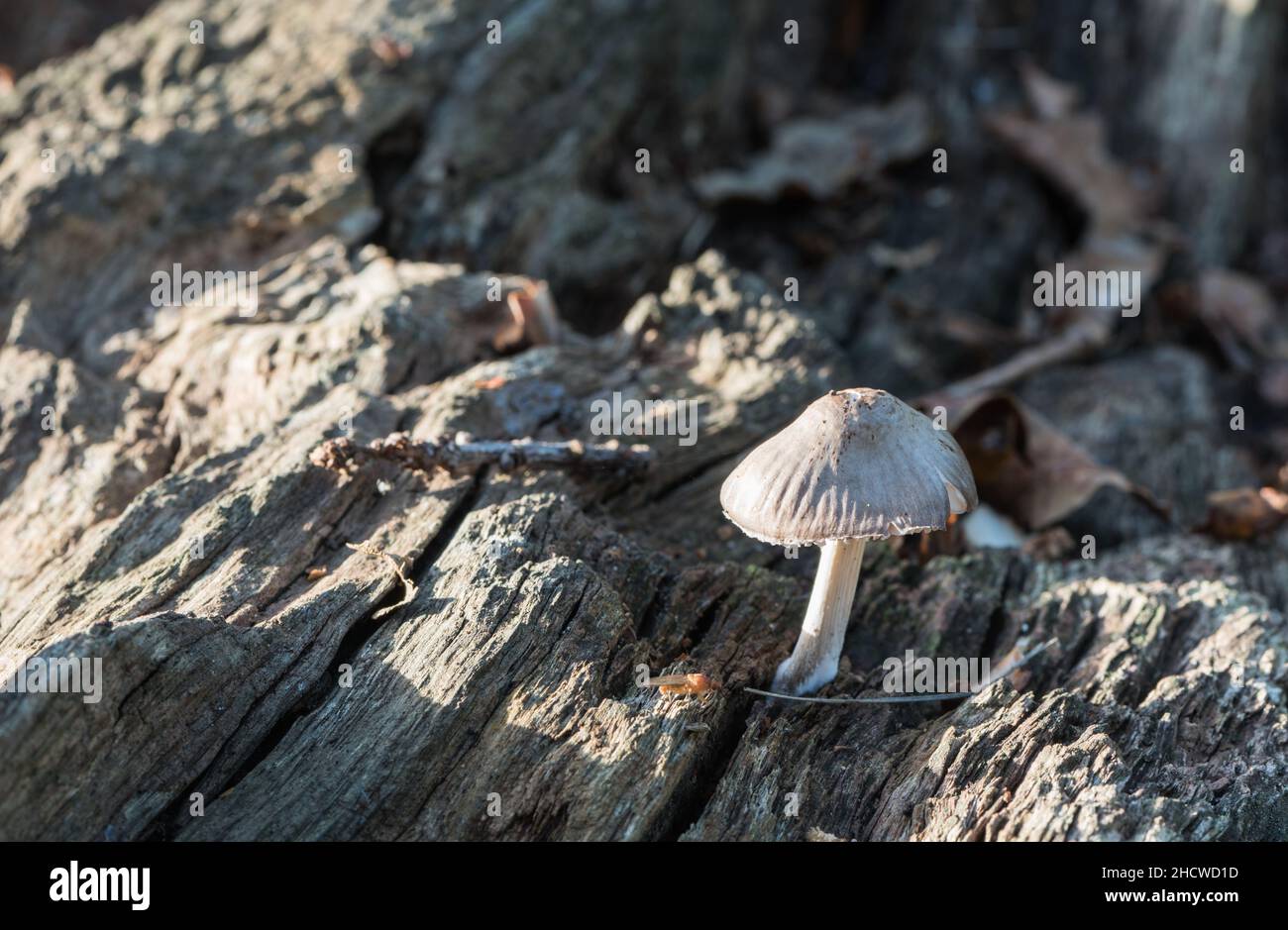 Fungus identified using Mycokey as Clustered Toughshank (Marasmiellus ...