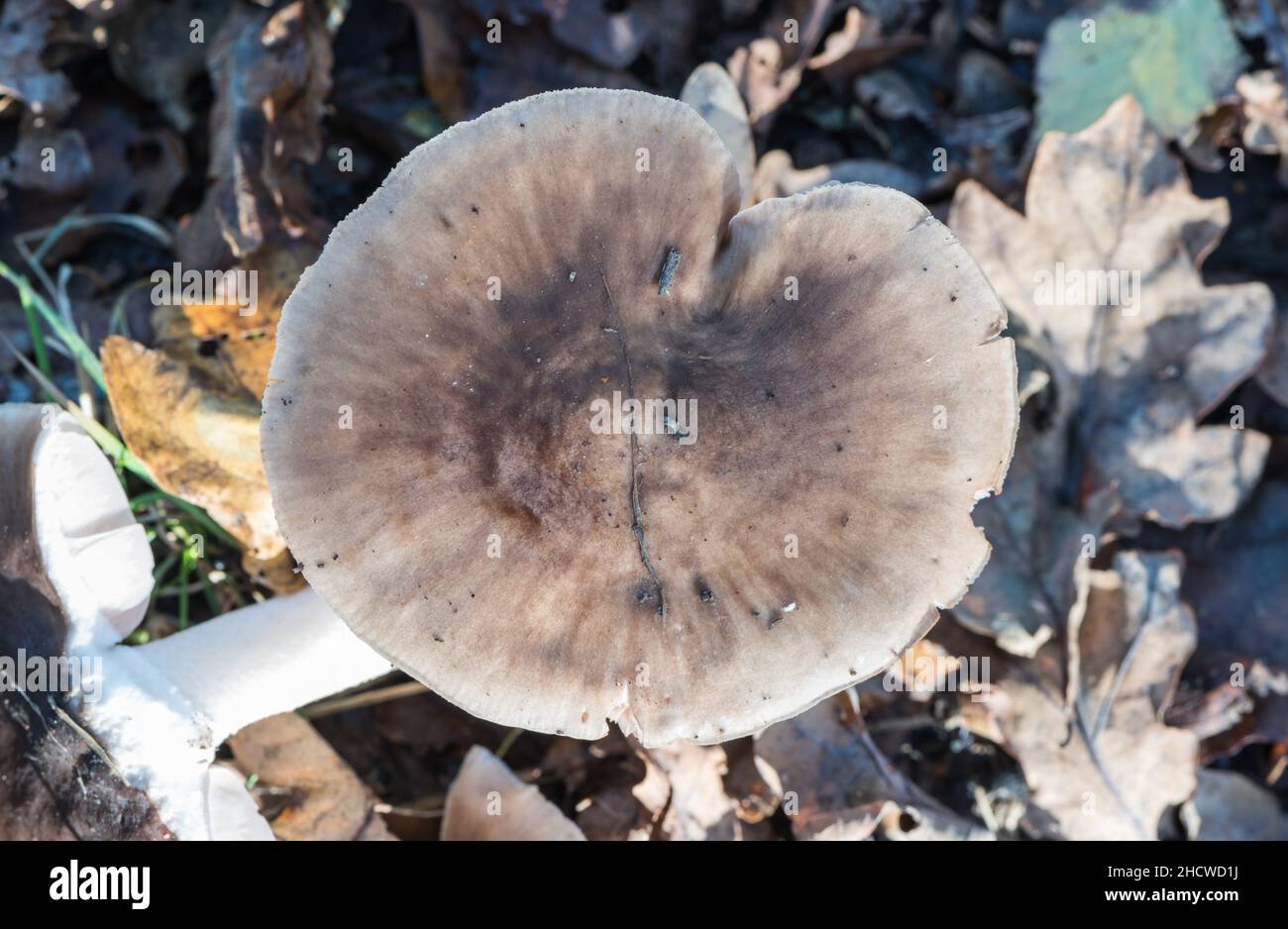 Deer fungus hi-res stock photography and images - Alamy