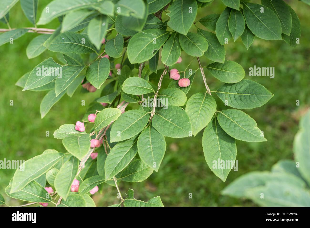 Seeds of a Spindle Tree (Euonymus sp Stock Photo - Alamy