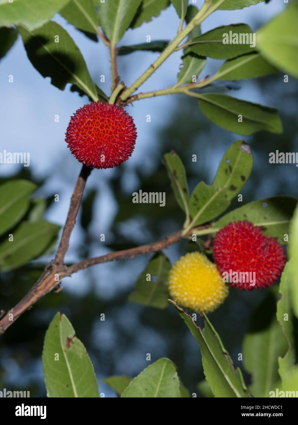 Arbutus unedo, strawberry tree mature red fruits on the branch, close ...