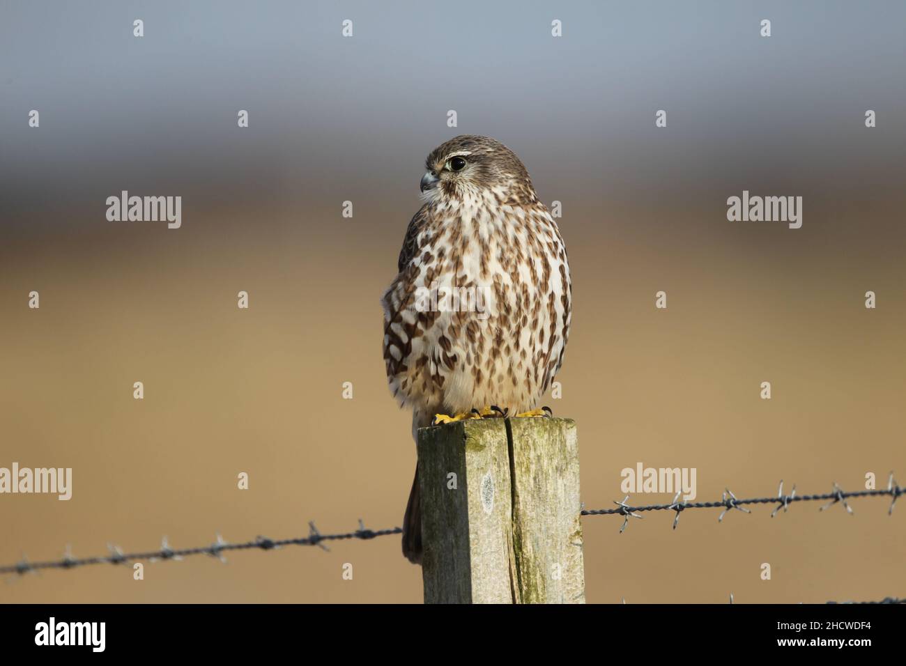 A very accommodating female merlin, she remained on a post as i had to ...