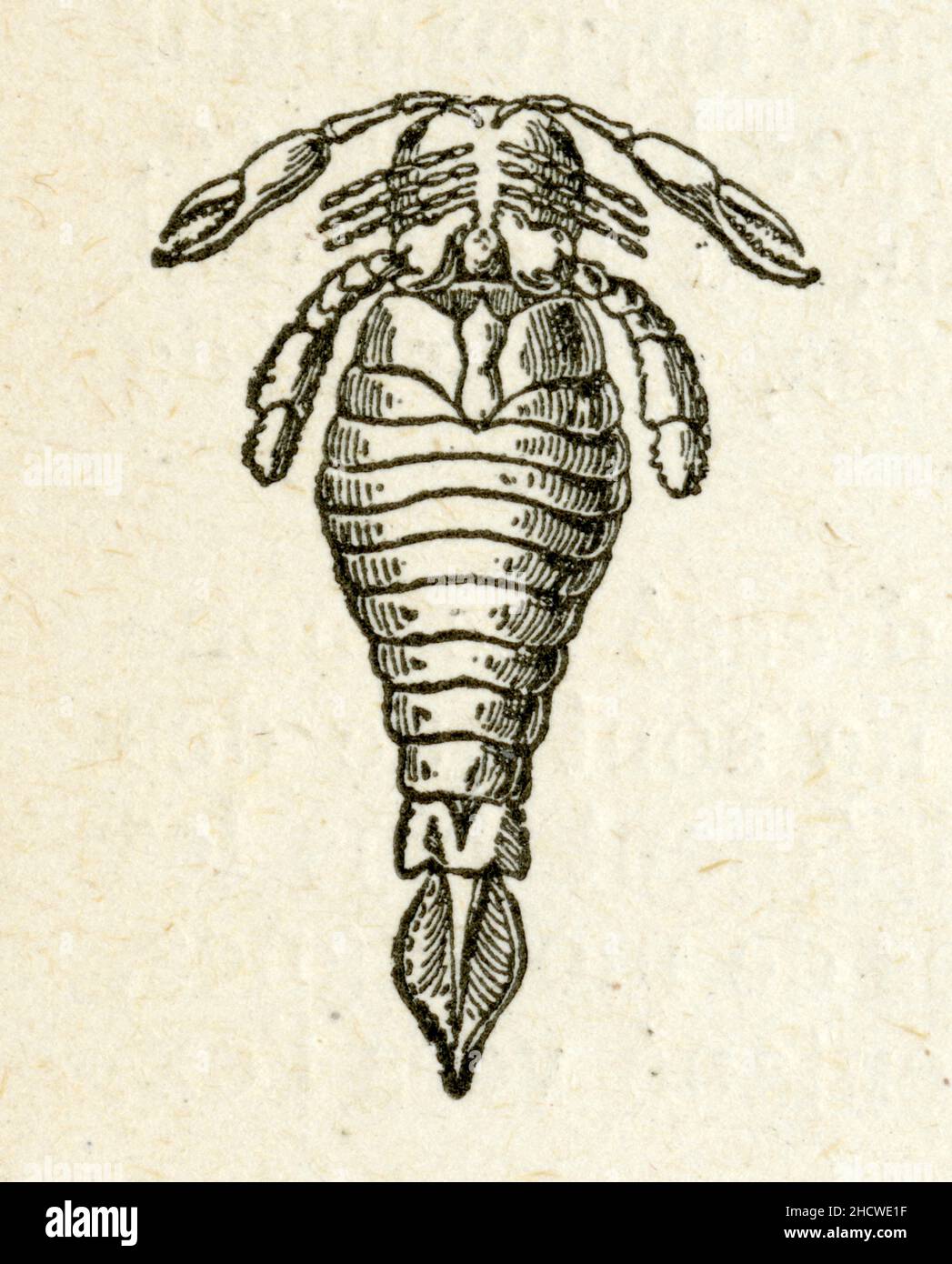 Ptérygote, crustacés, fossile de l'époque primaire. Insecte ailé Stock ...