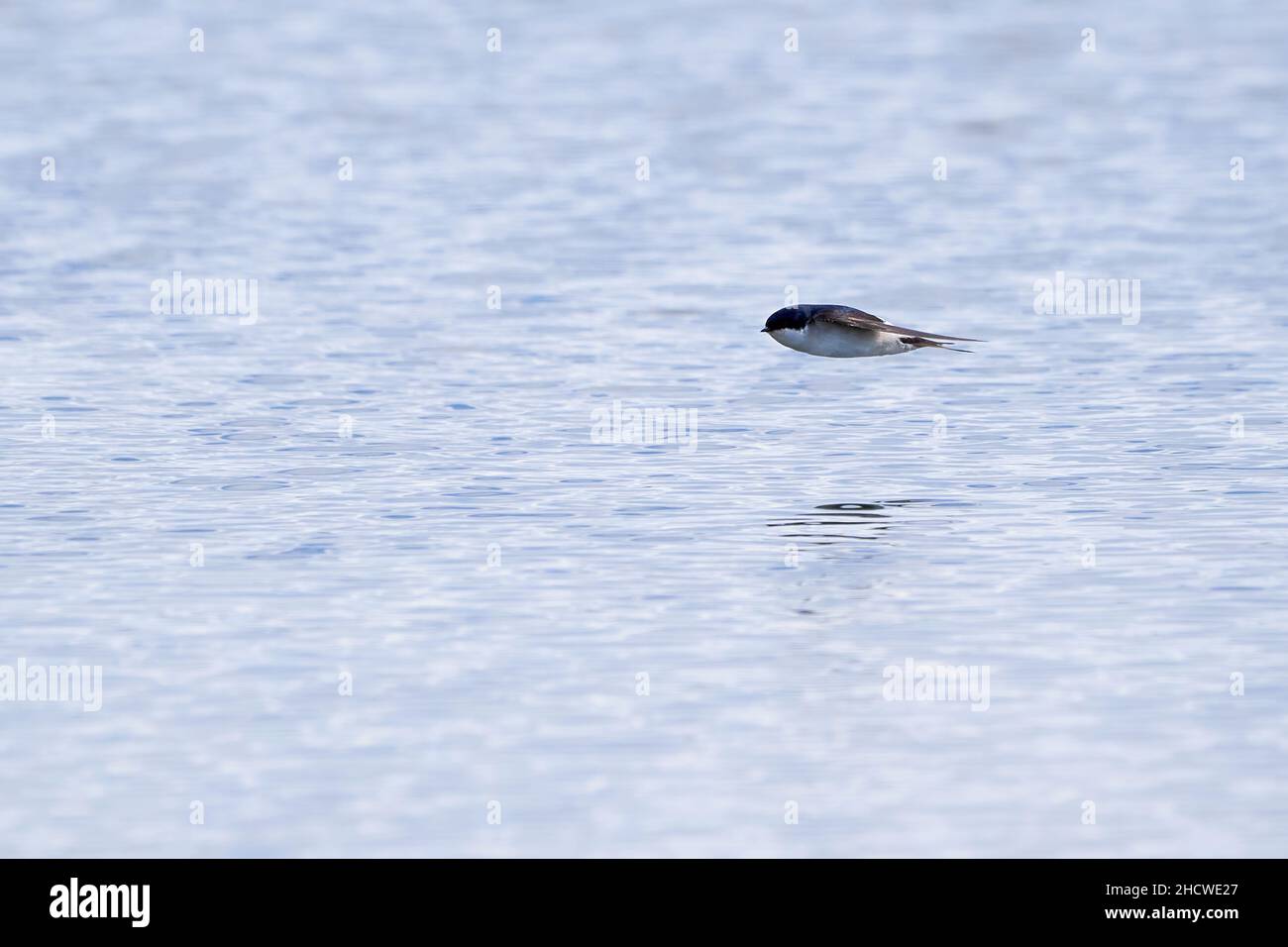 Common house martin in flight catching insects above water (Delichon ...