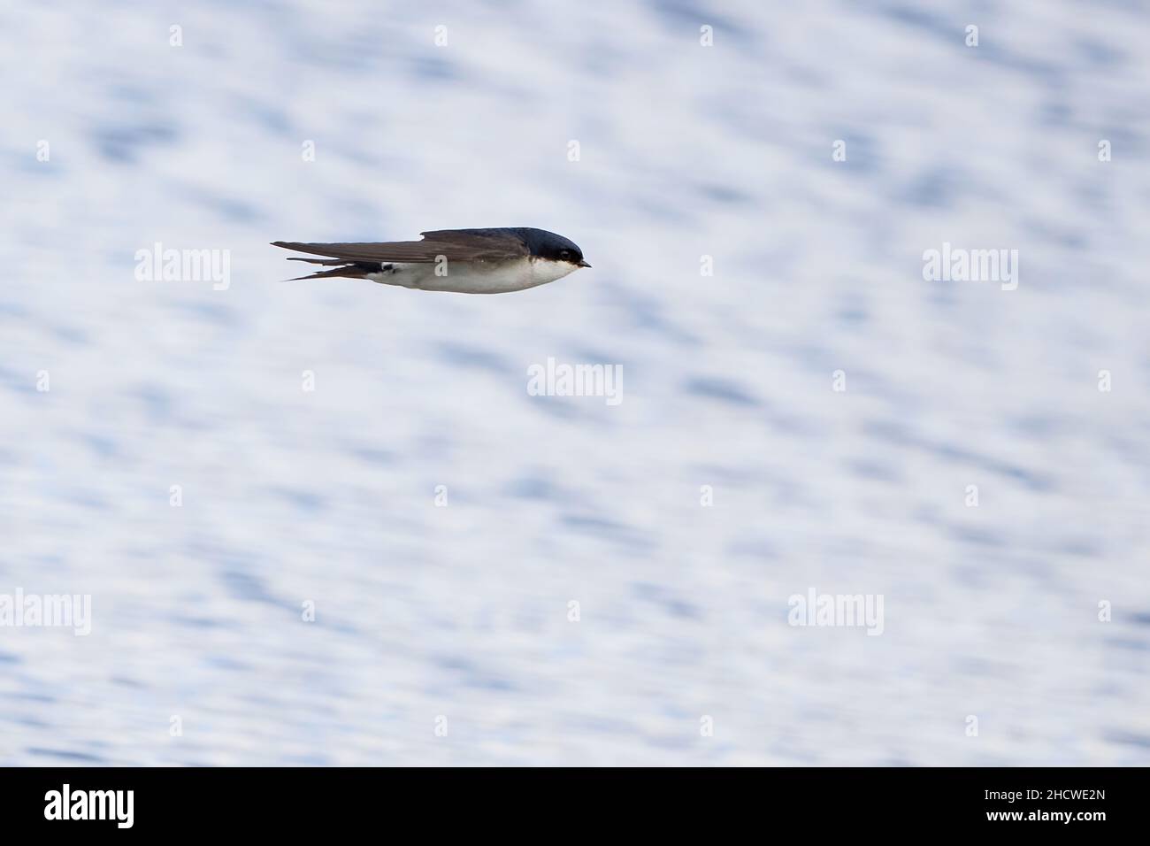 Common house martin in flight catching insects above water (Delichon ...