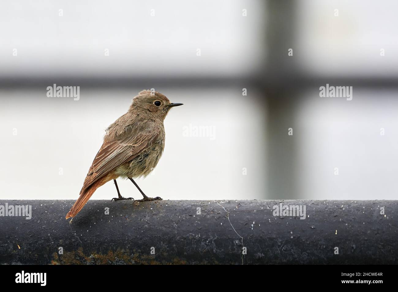 Black redstart juvenile bird (Phoenicurus ochruros Stock Photo - Alamy