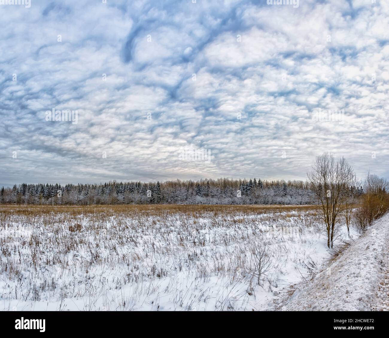 Snow-covered winter forest in the Leningrad region in the month of ...