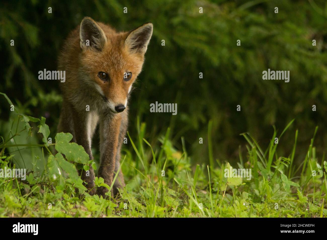 Red Fox, Vulpes vulpes, Bieszczady Mountains, Poland Stock Photo - Alamy
