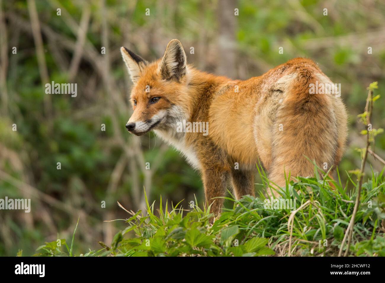 Red Fox, Vulpes vulpes, Bieszczady Mountains, Poland Stock Photo - Alamy