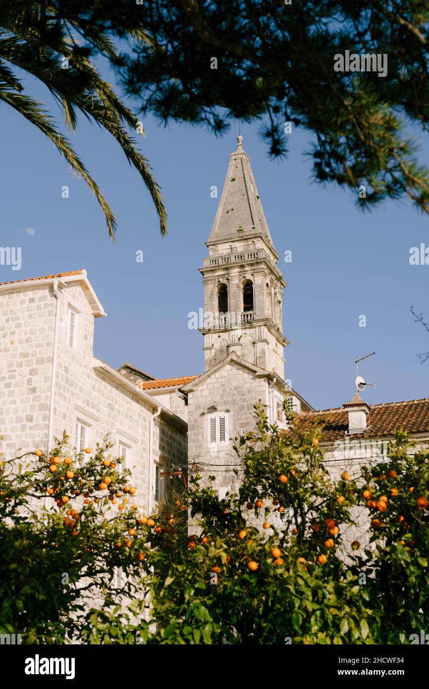 Mandarin trees grow in front of the Church of St. Nicholas. Montenegro ...