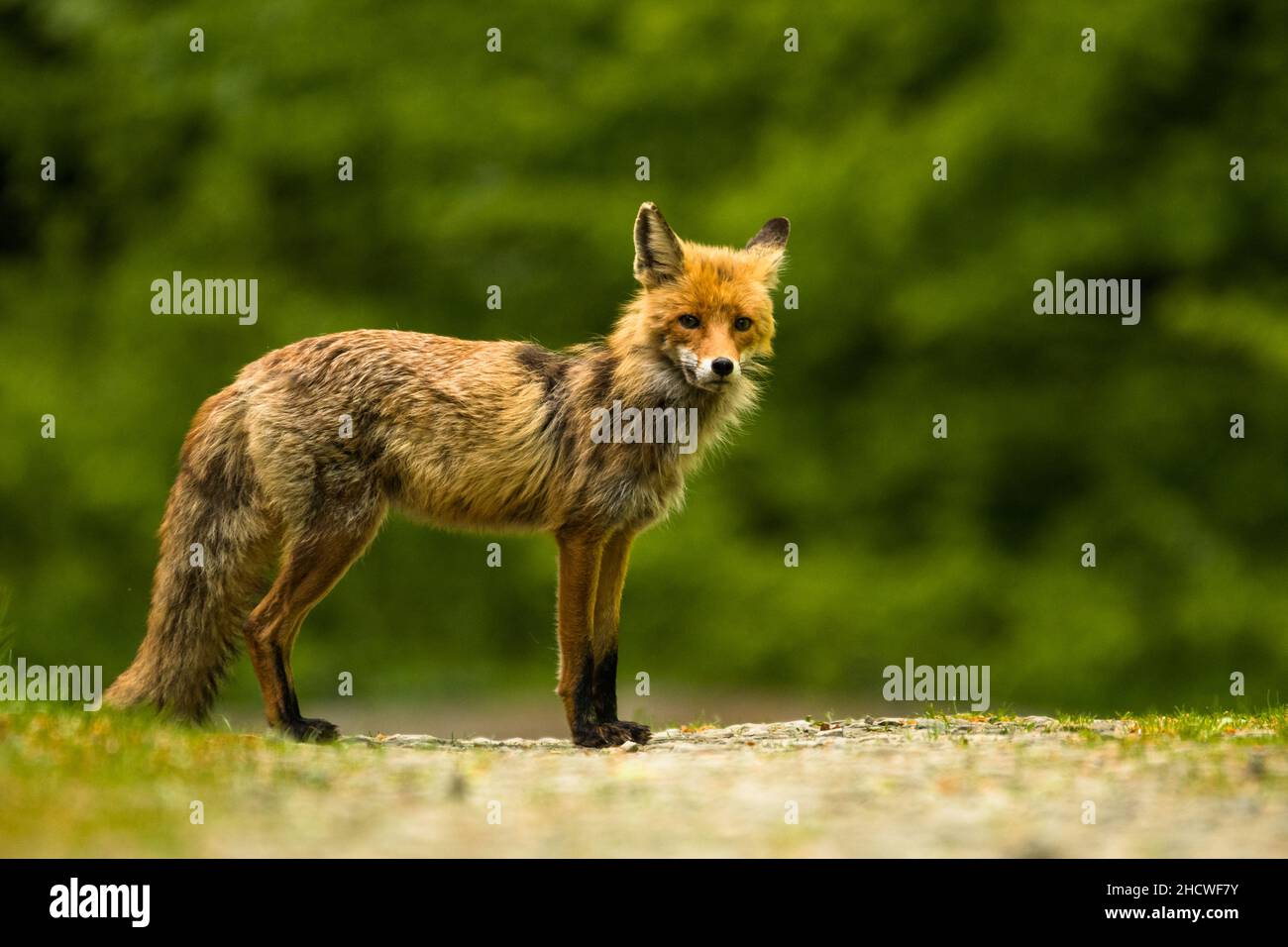 Sick fox hi-res stock photography and images - Alamy