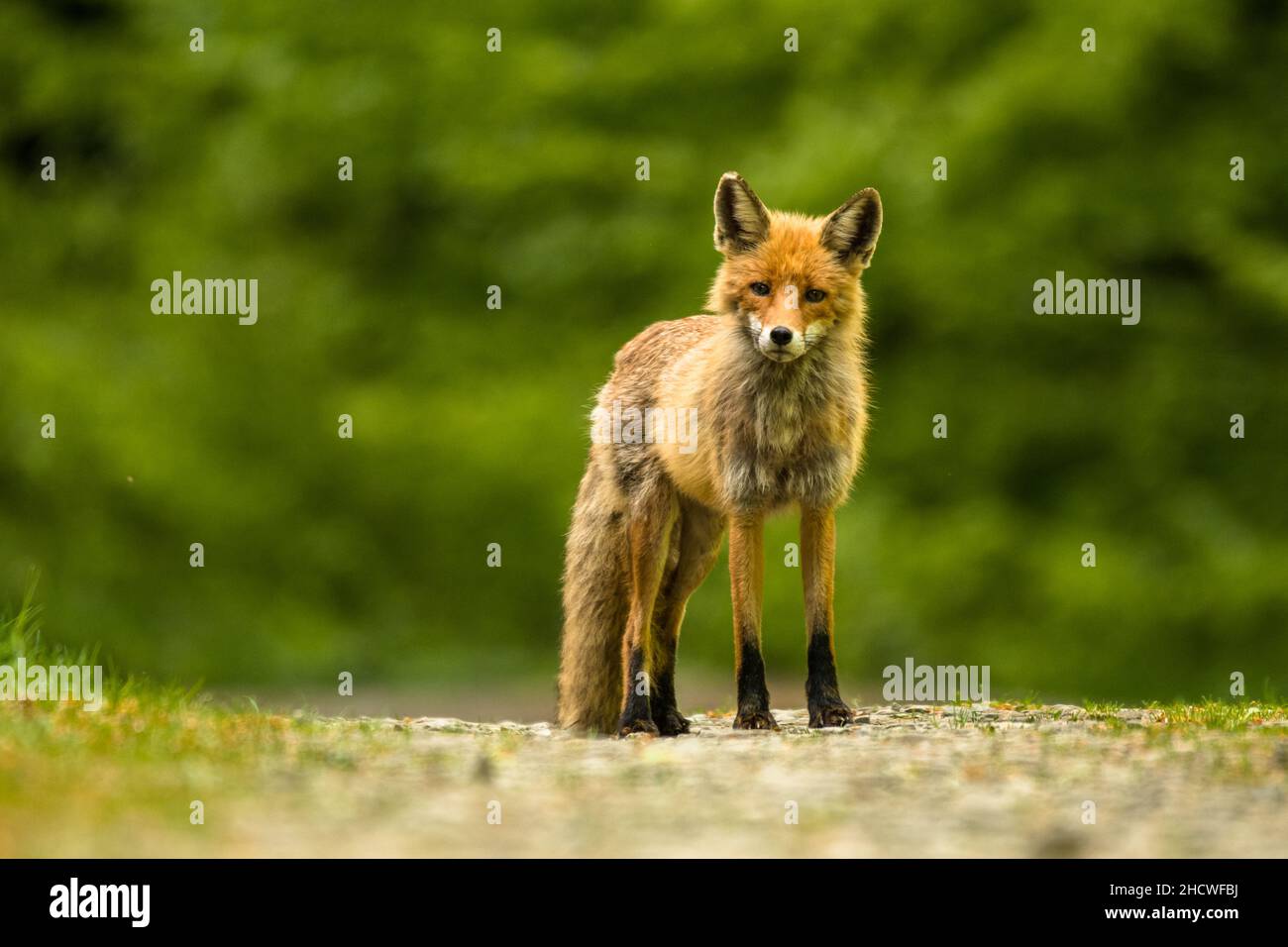 Sick Red Fox on a forest road, Vulpes vulpes, Bieszczady Mountains ...
