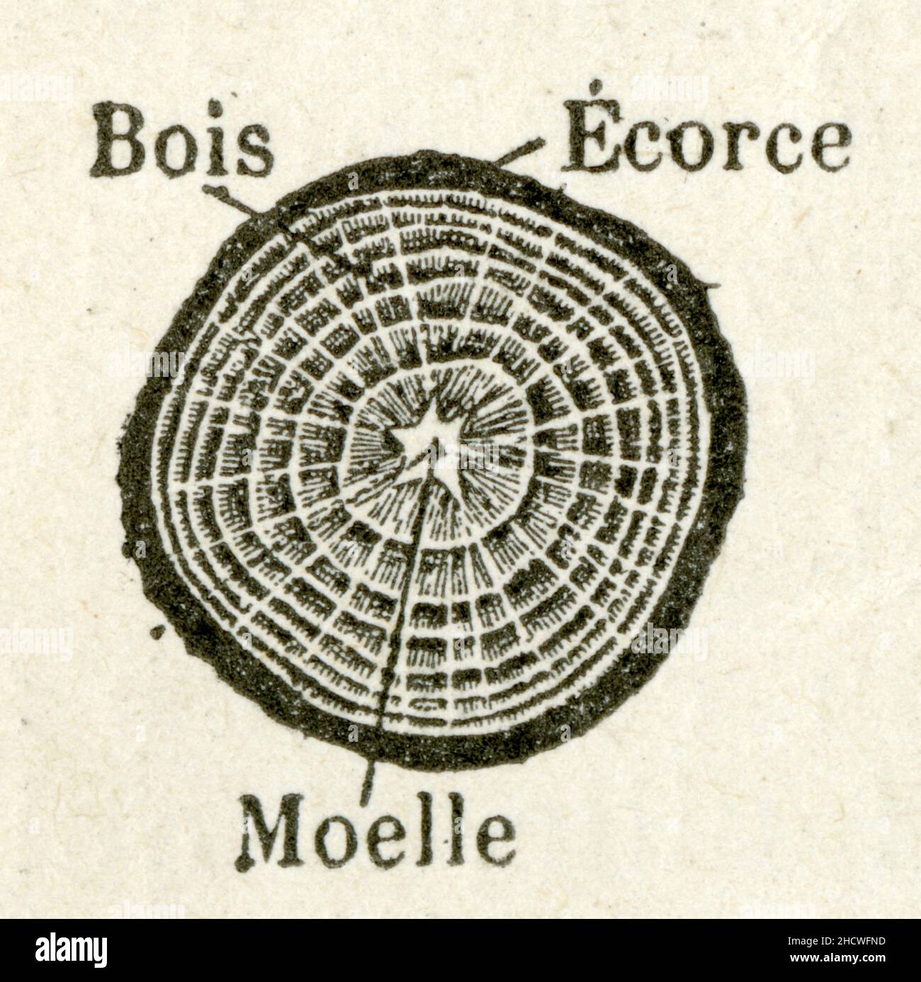 Coupe d'un tronc d'arbre Stock Photo - Alamy