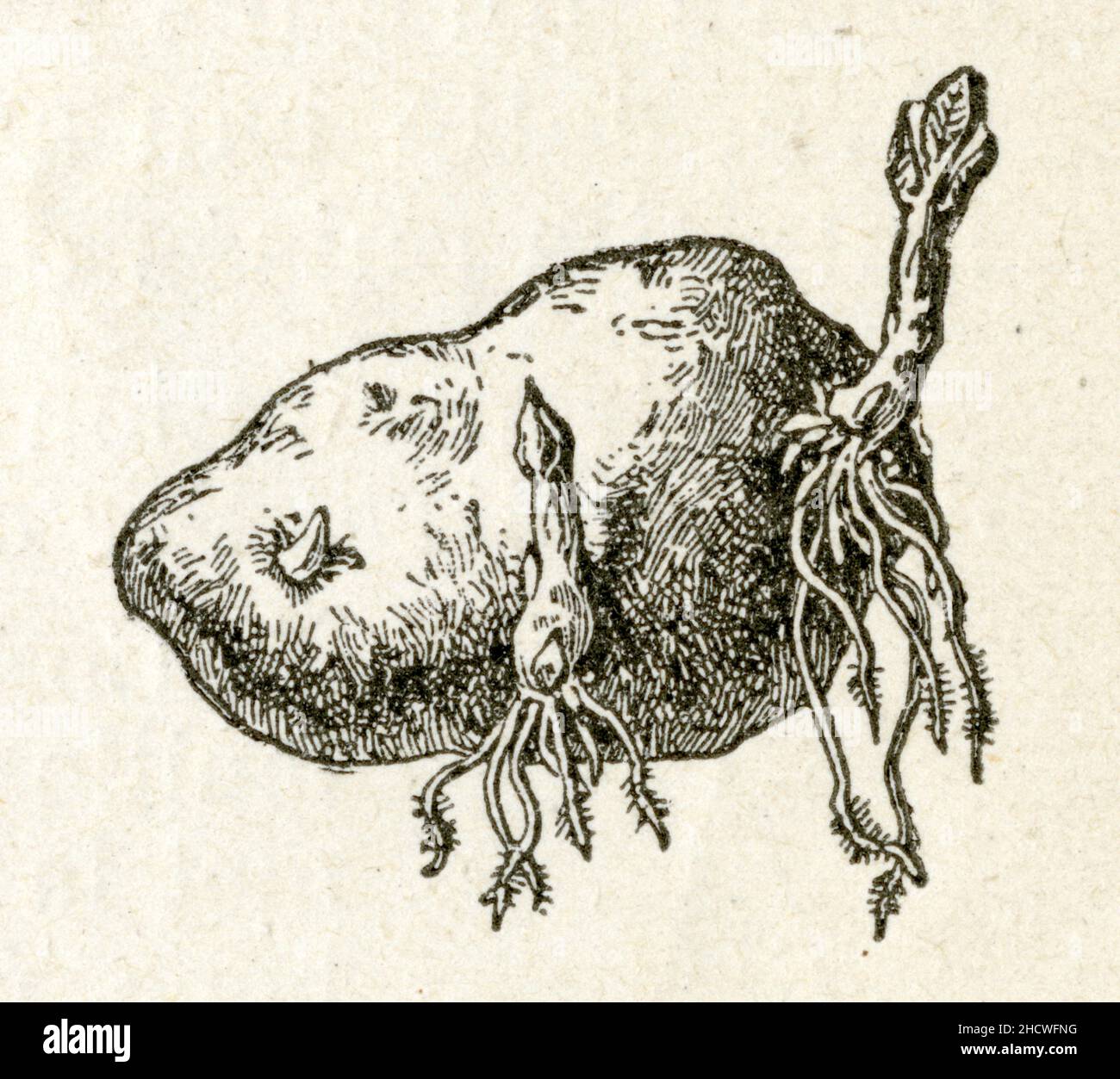 Tuberculum hi-res stock photography and images - Alamy