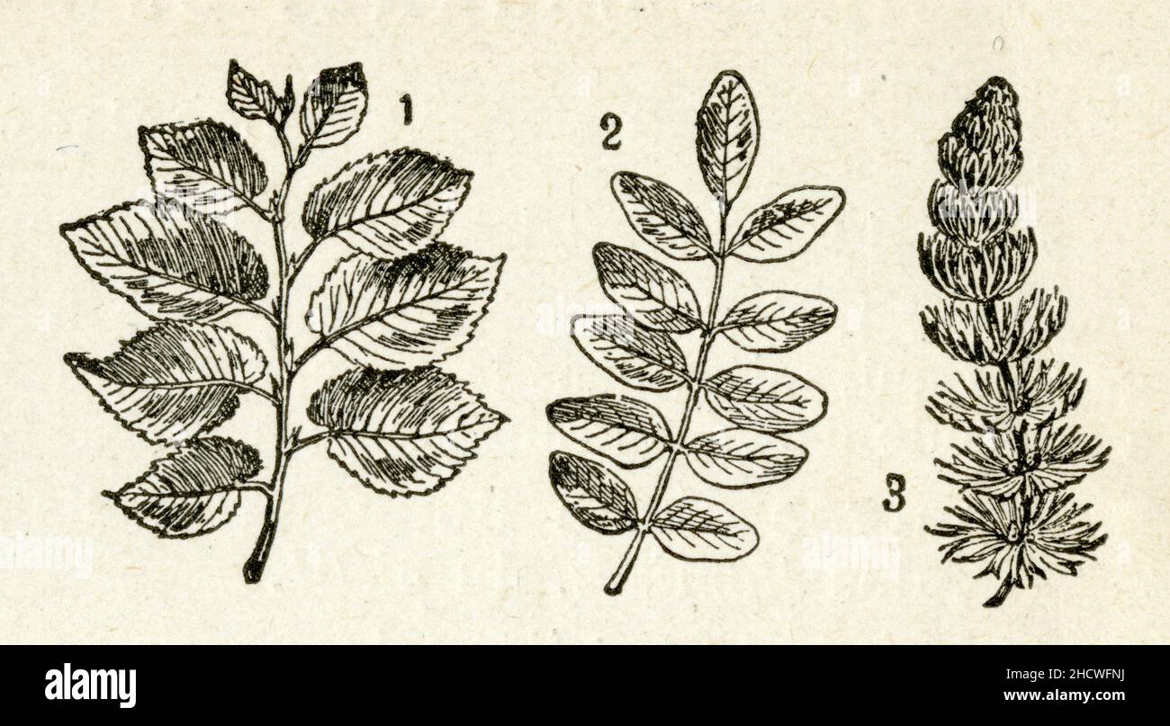 Feuilles alternes hi-res stock photography and images - Alamy