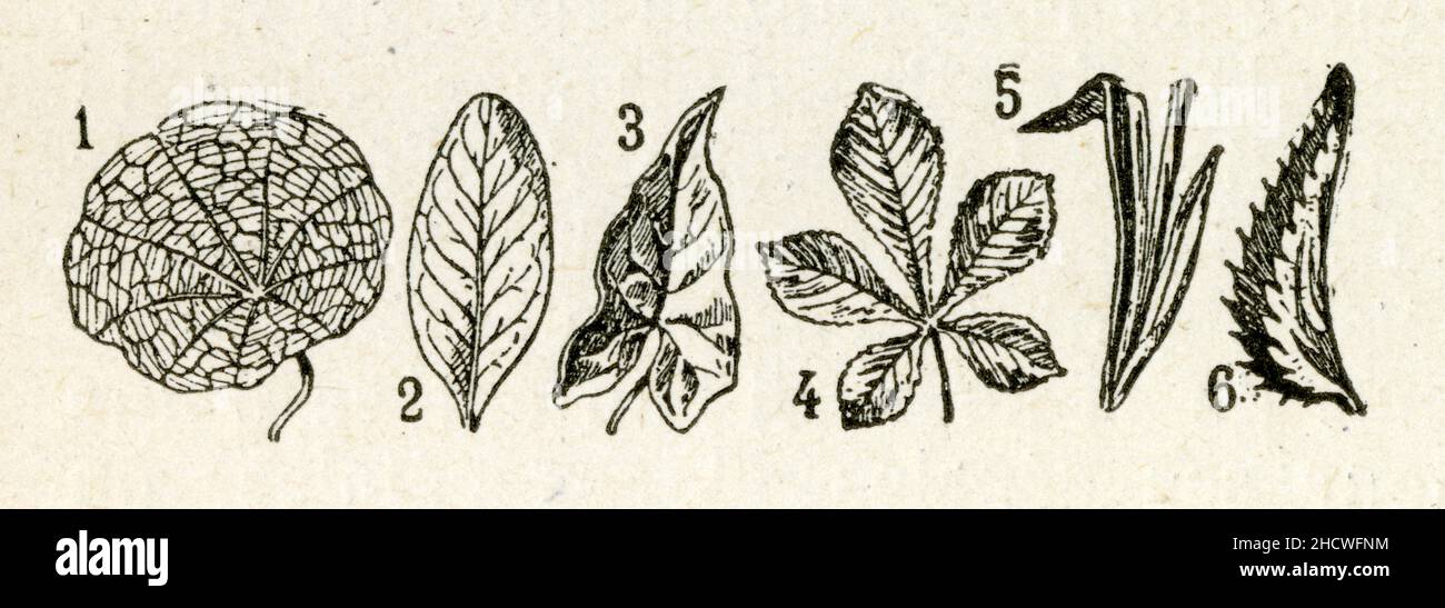 Formes de feuilles:1.Feuille ronde(capucine).2.Feuille ovale(pétunia).3 ...