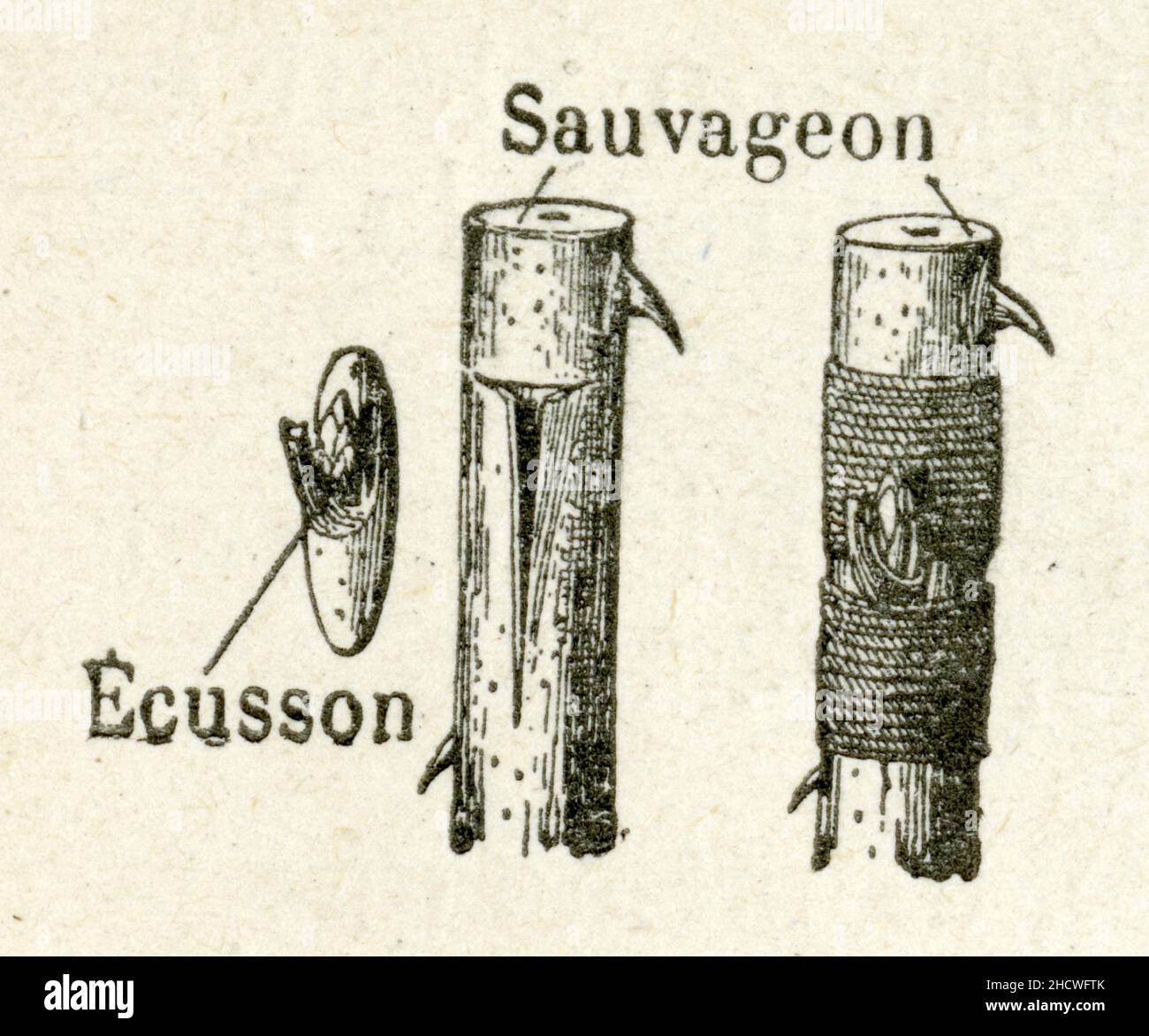 Sauvageon hi-res stock photography and images - Alamy