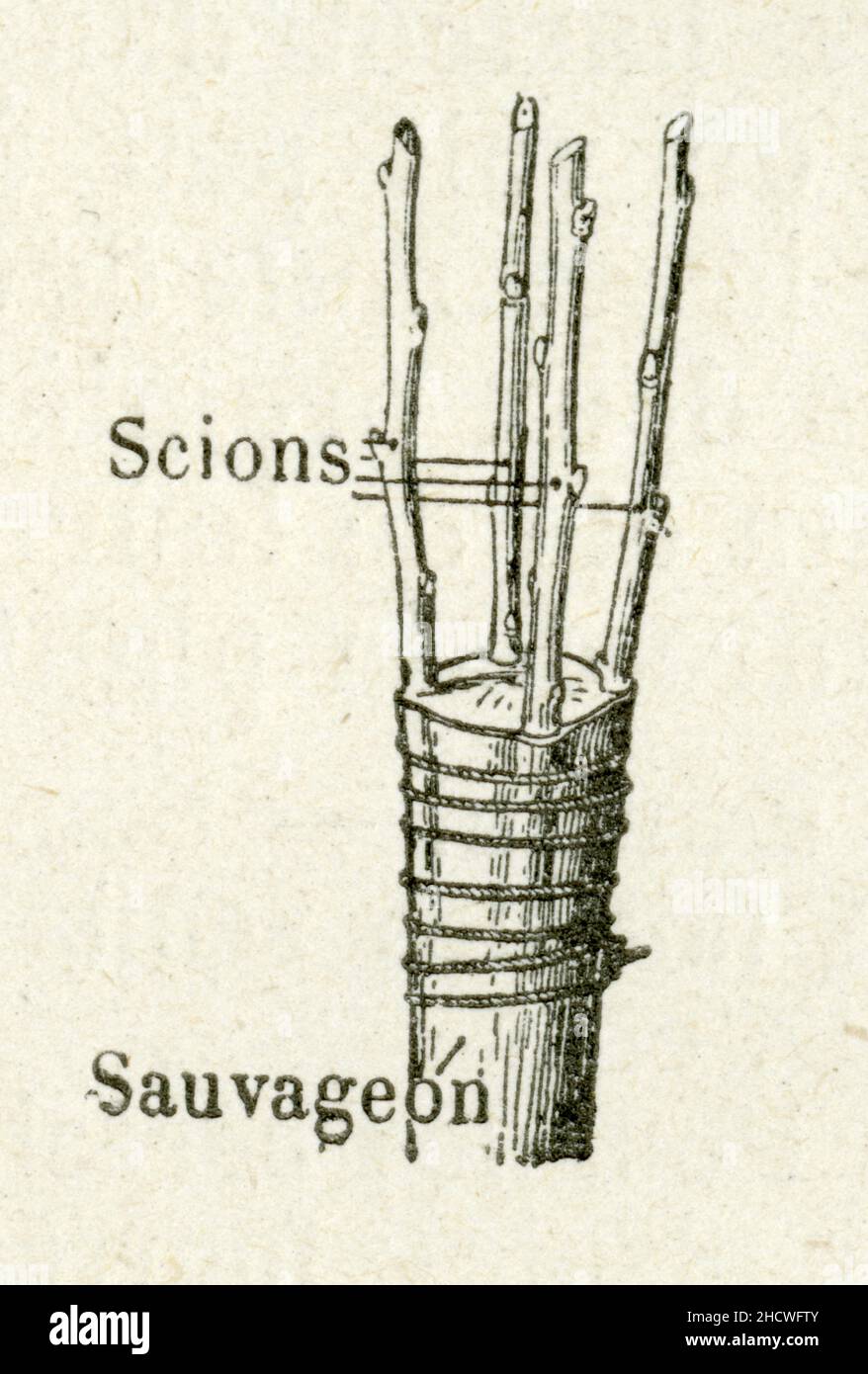 Sauvageon hi-res stock photography and images - Alamy