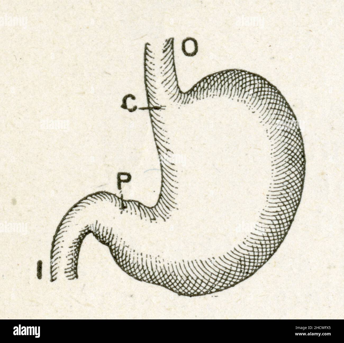 Normal Abdominal Of Cardia