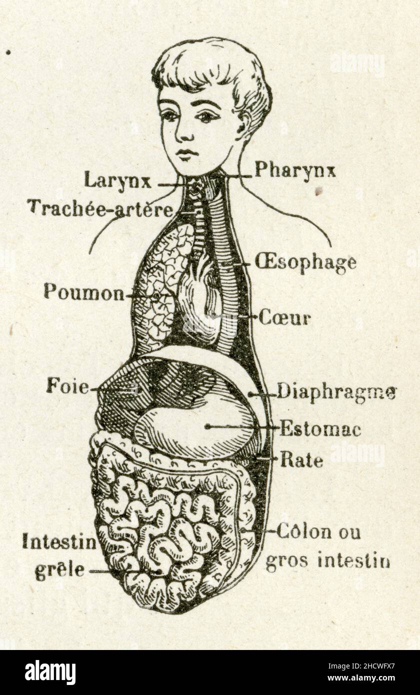 Trachee artere hi-res stock photography and images - Alamy