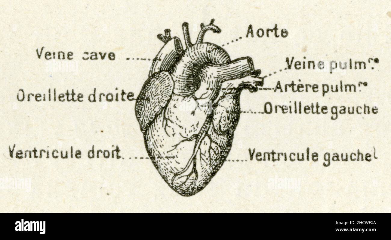Veine pulmonaire hi-res stock photography and images - Alamy
